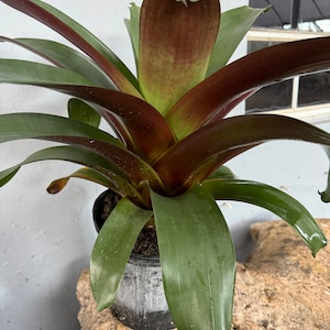 Bromeliad Alcantarea Imperialis ‘rubra’ - Etsy