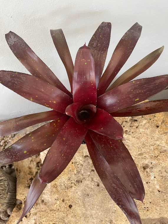 Bromeliad Neoregelia 'royal Burgandy' | Etsy