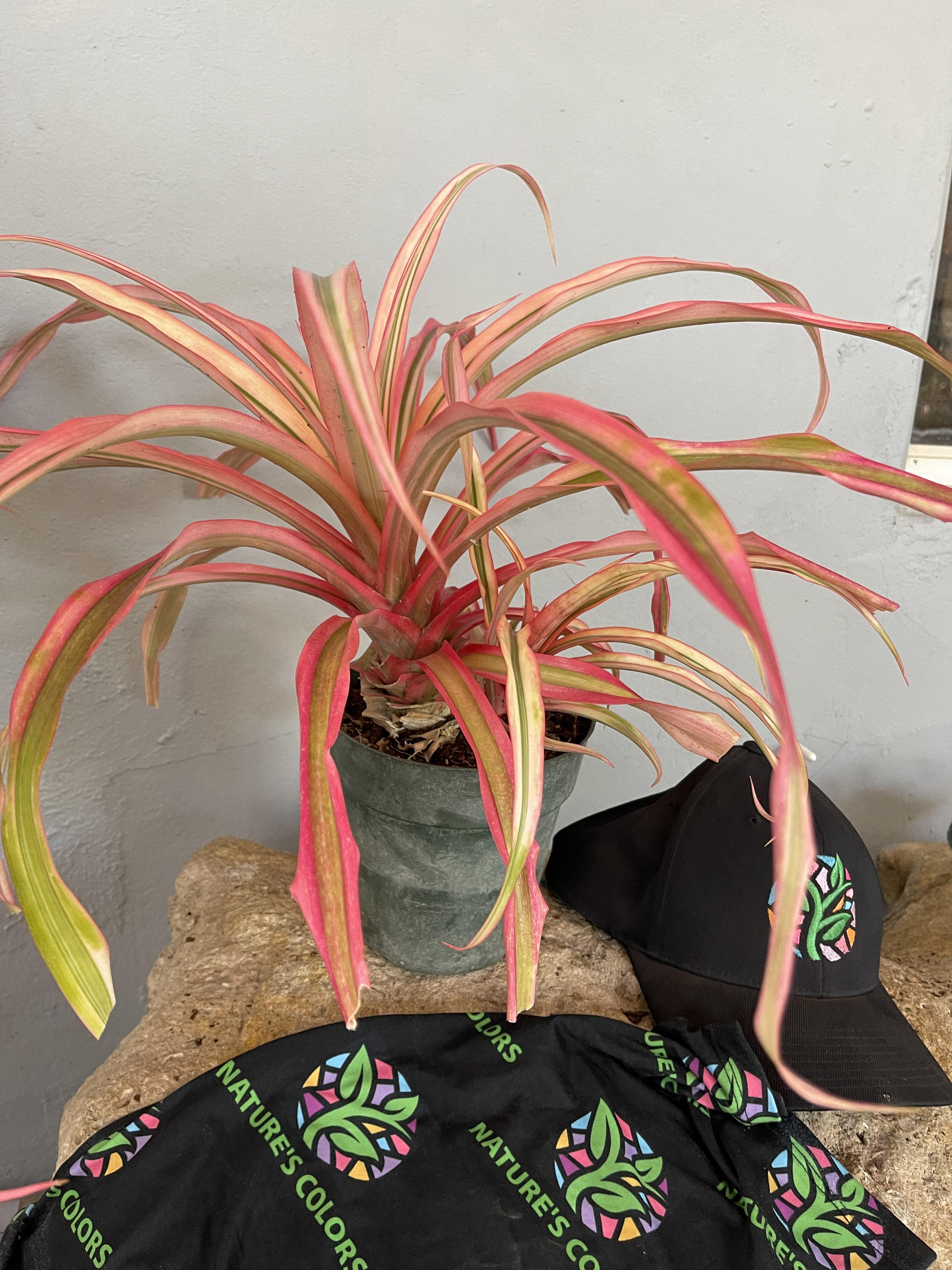 Ananas Cosmosus Variegatus - Thorn-less Variegated Pineapple!