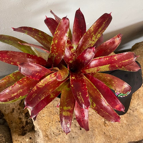Neoregelia Sheba Bromeliad Offset for Shade or SUN | Etsy