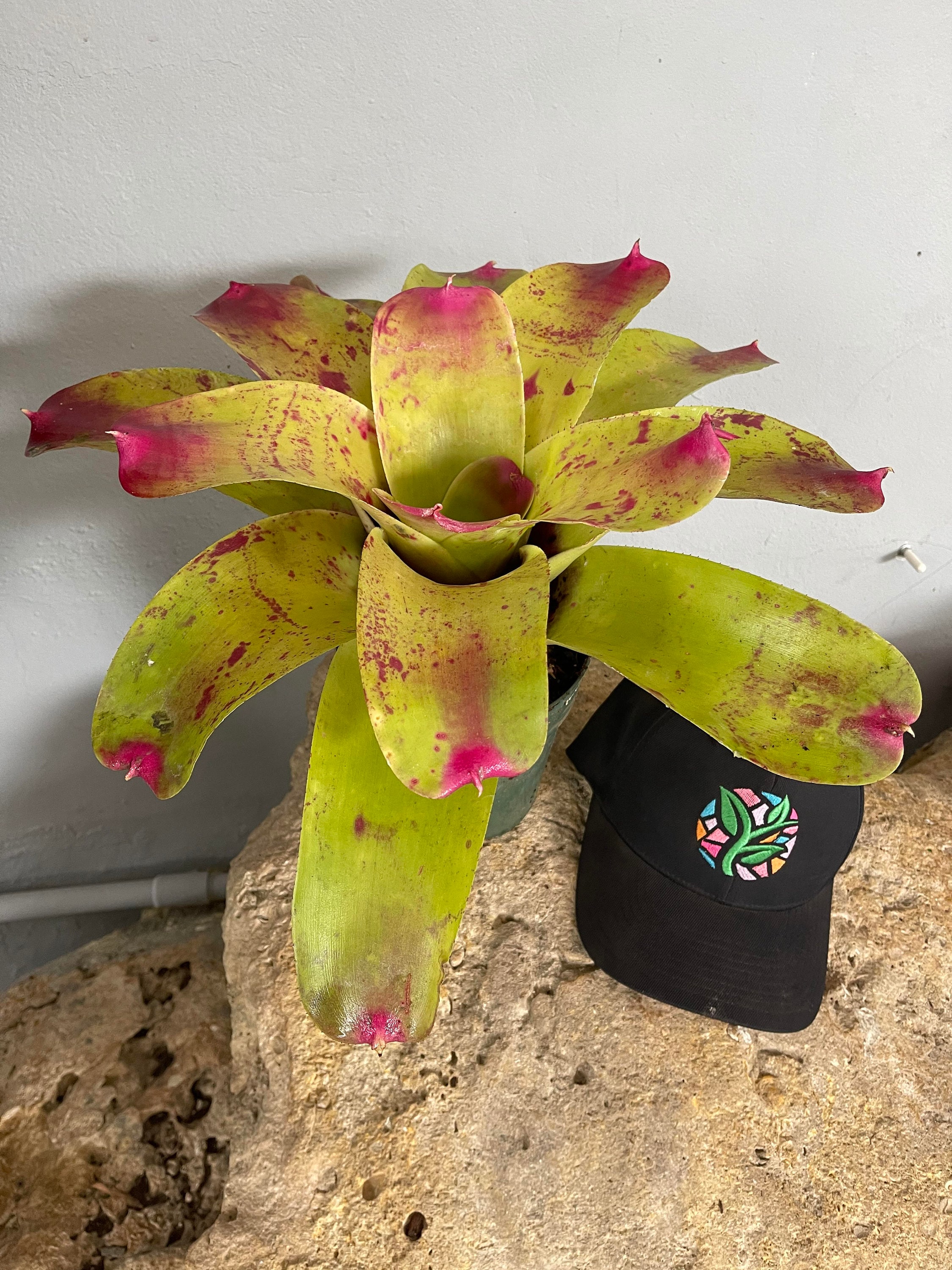 Bromeliad Neoregelia 'Johannis' - Full Sun Exotic!