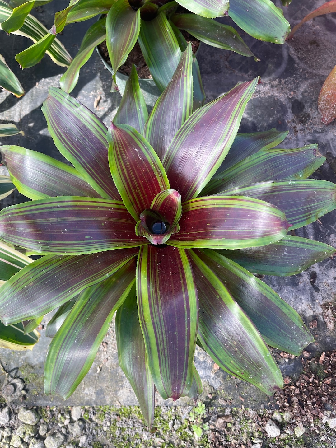 Bromeliad Neoregelia ‘namaskar’ - Etsy