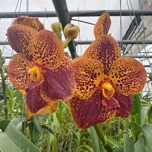Vanda Orchids With Hanging Pot XL Size - Etsy
