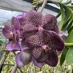 Vanda Orchids With Hanging Pot XL Size - Etsy