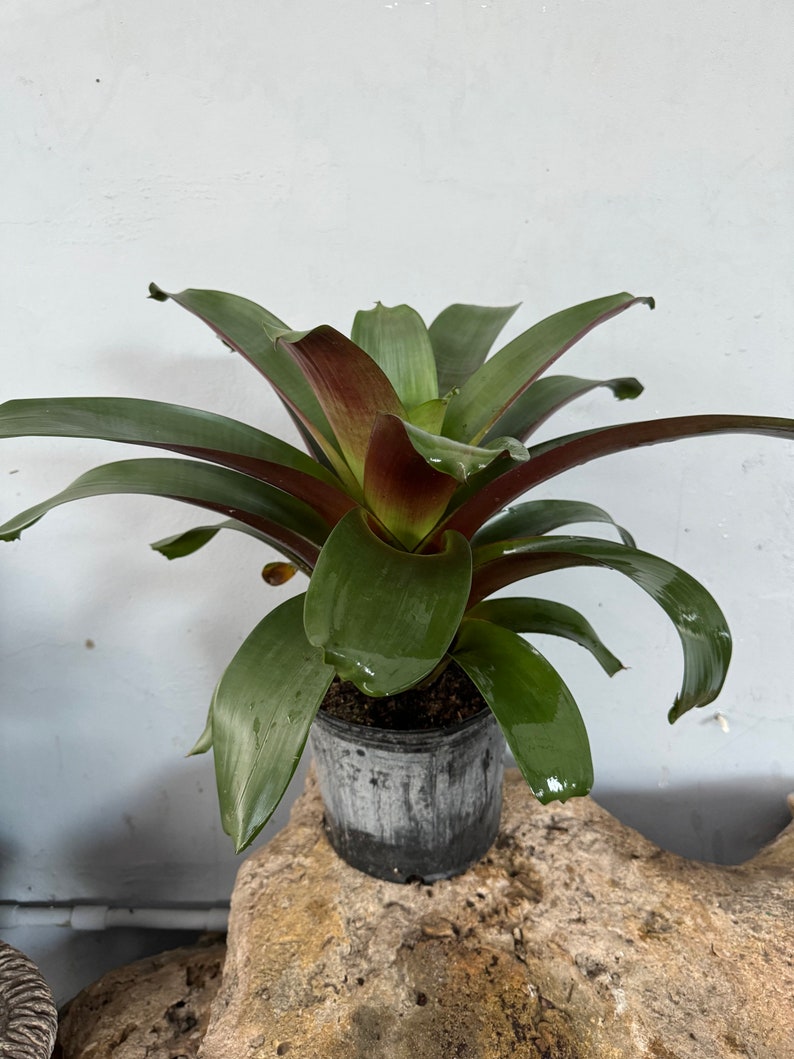 Bromeliad Alcantarea Imperialis ‘rubra’ - Etsy