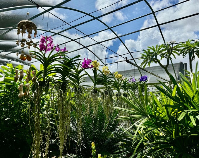 Vanda Orchids XL Size - Etsy