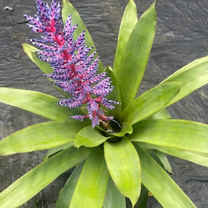 Bromeliad Aechmea ‘del Mar’ - Etsy