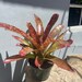 Bromeliad Neoregelia 'supernova' - Etsy