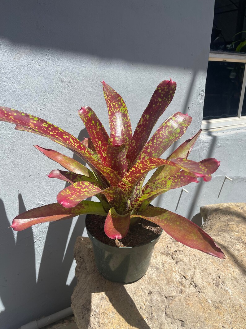 Bromeliad Neoregelia 'supernova' - Etsy