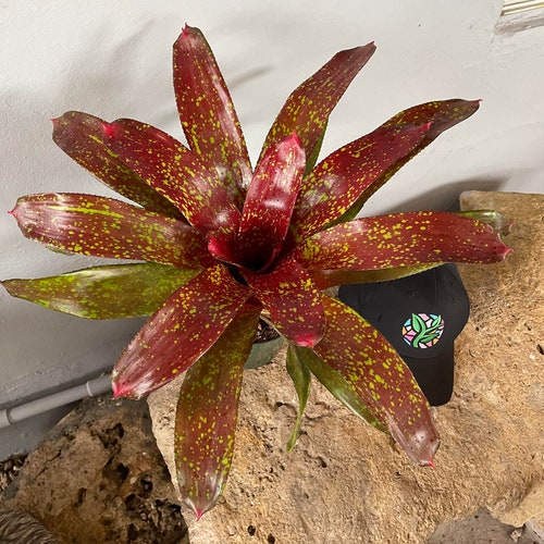 Neoregelia maria Bromeliad 6 Pot - Etsy