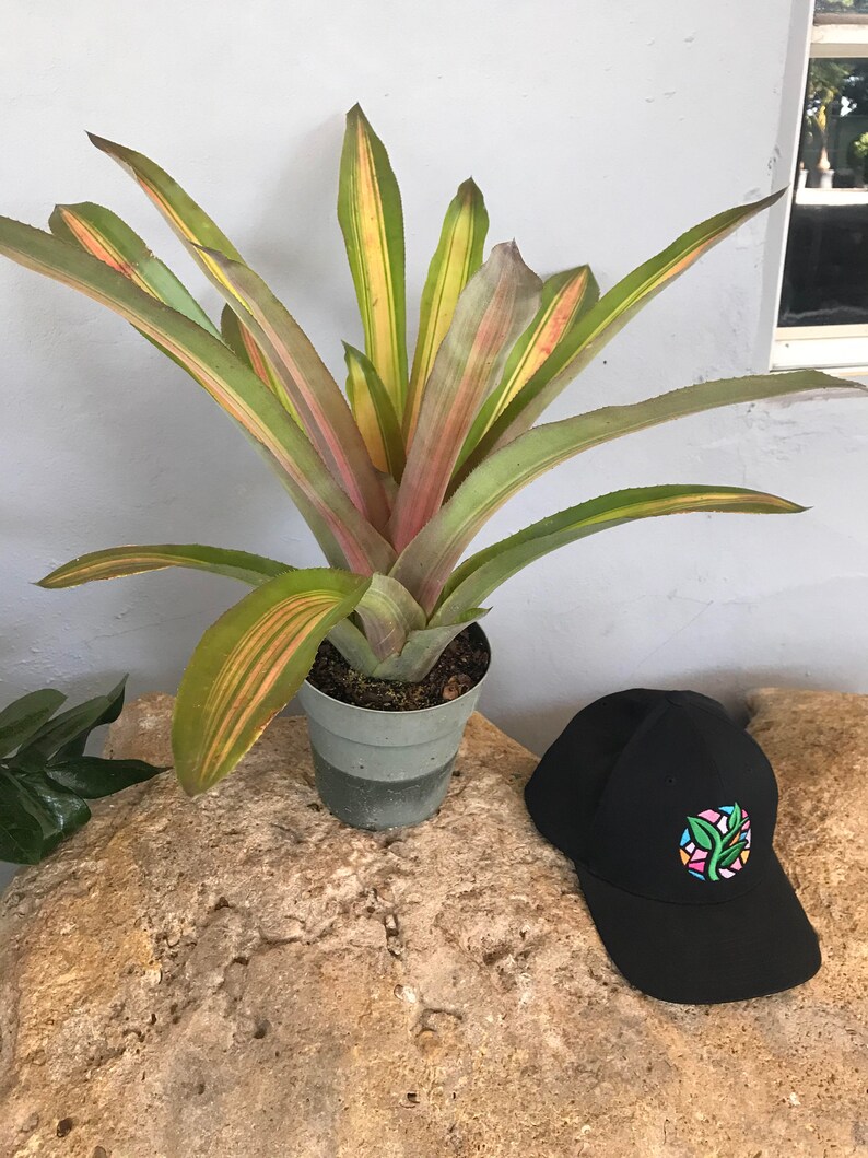 Bromeliad Aechmea 'alvarez' - Etsy