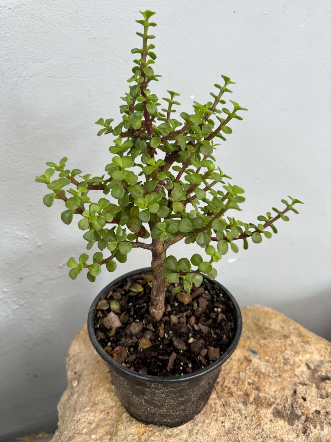 Mini Jade ‘portulacaria Afra’ - Etsy