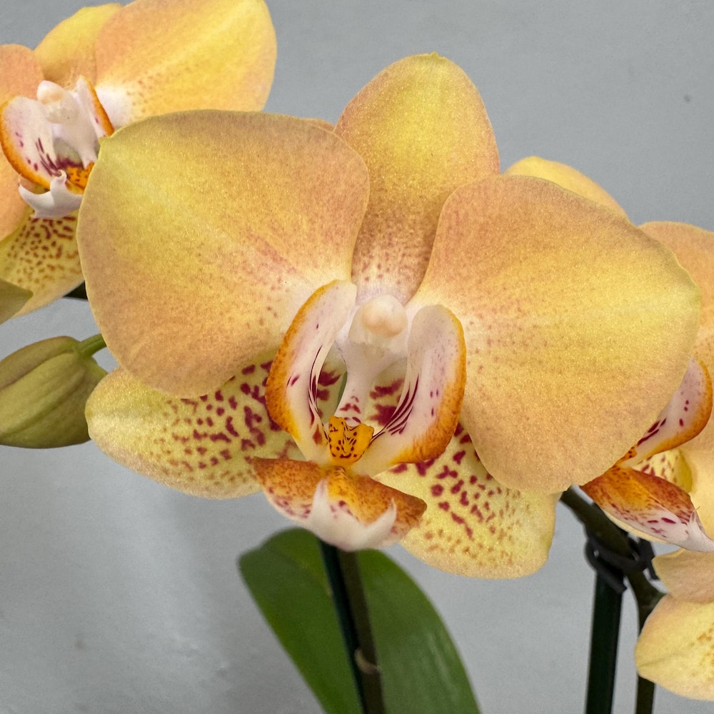 naturescolorsinc - Etsy