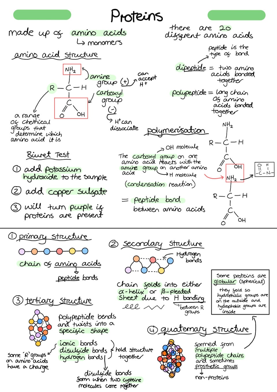 AQA A Level Biology Complete Notes - Year 1 (AS) - Etsy