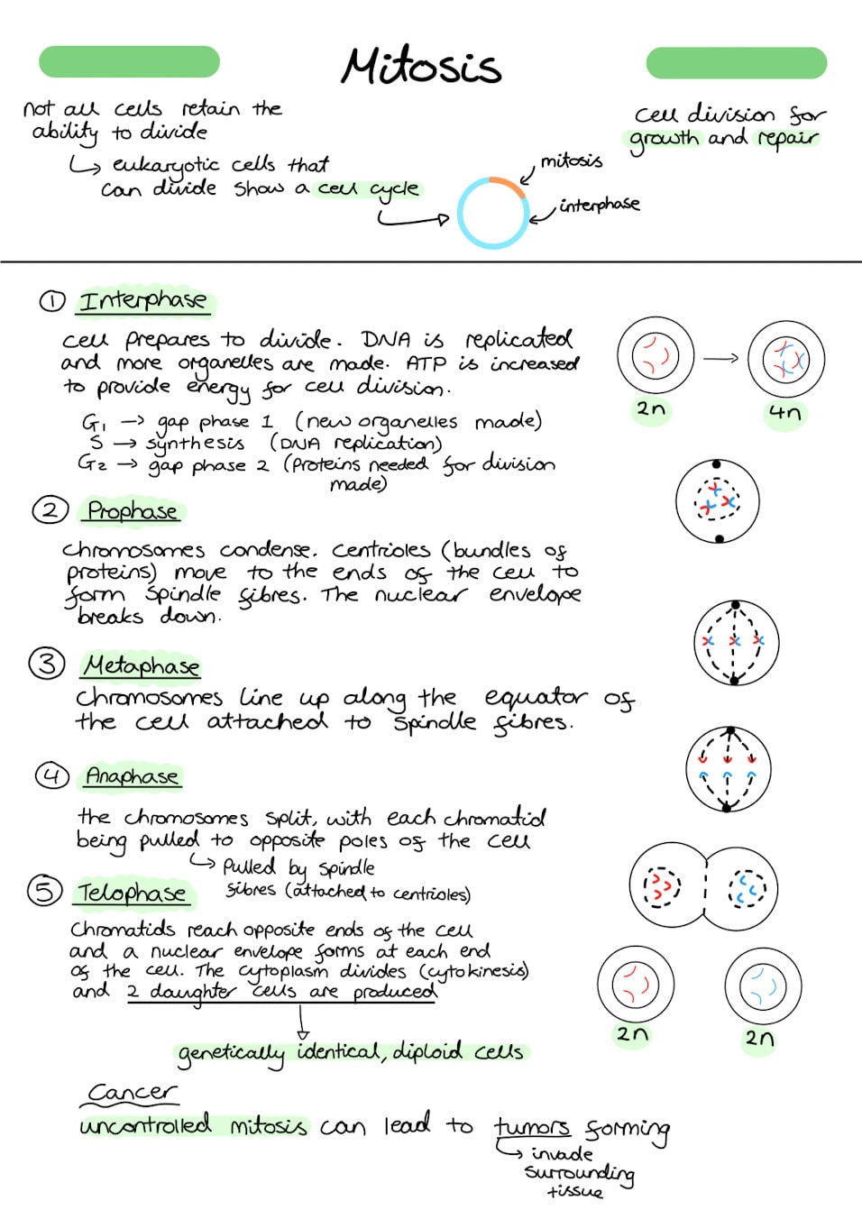 AQA A Level Biology Complete Notes - Year 1 (AS) - Etsy