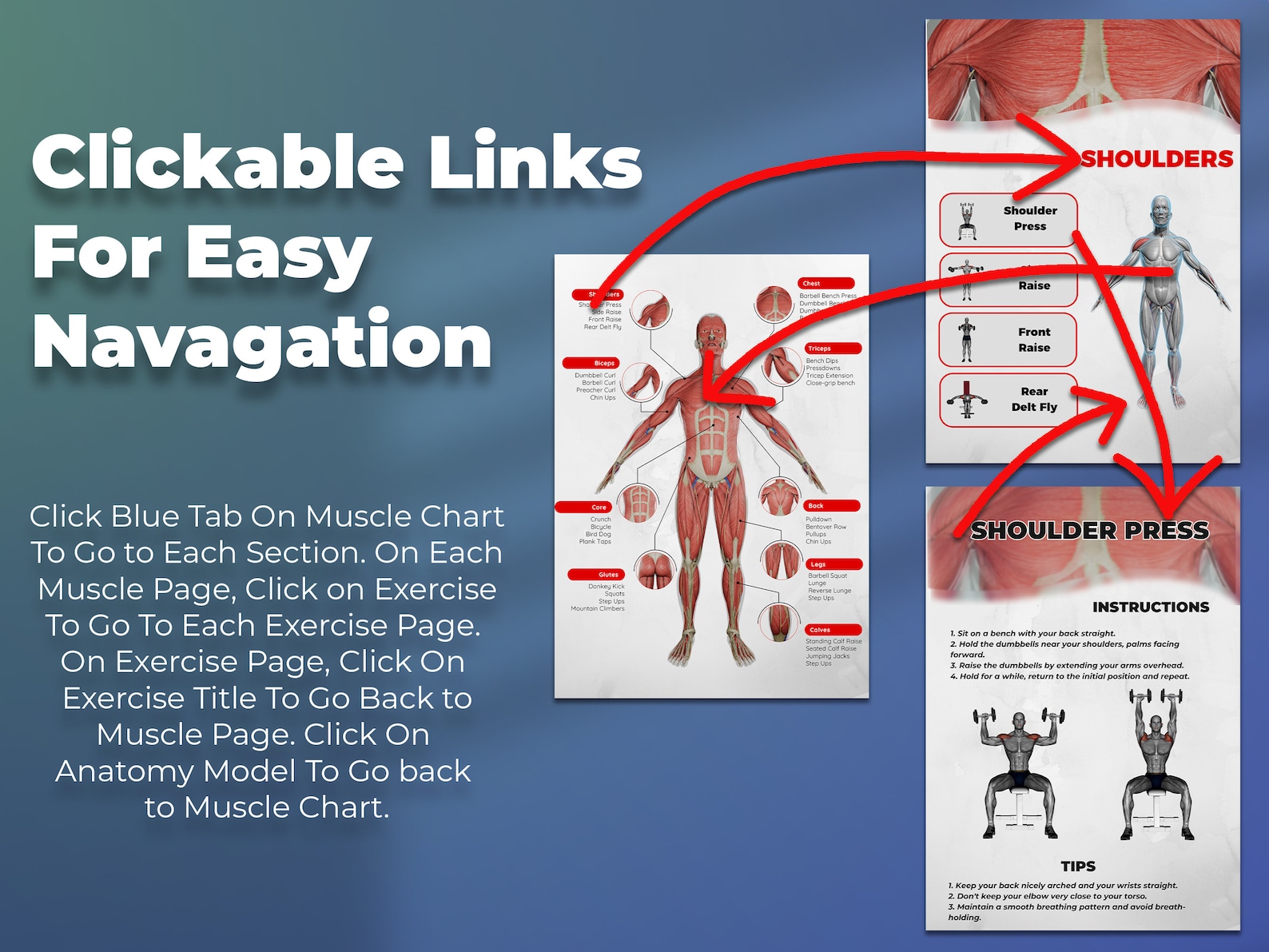 Muscle Chart & Exercise Instruction - Canva - Etsy