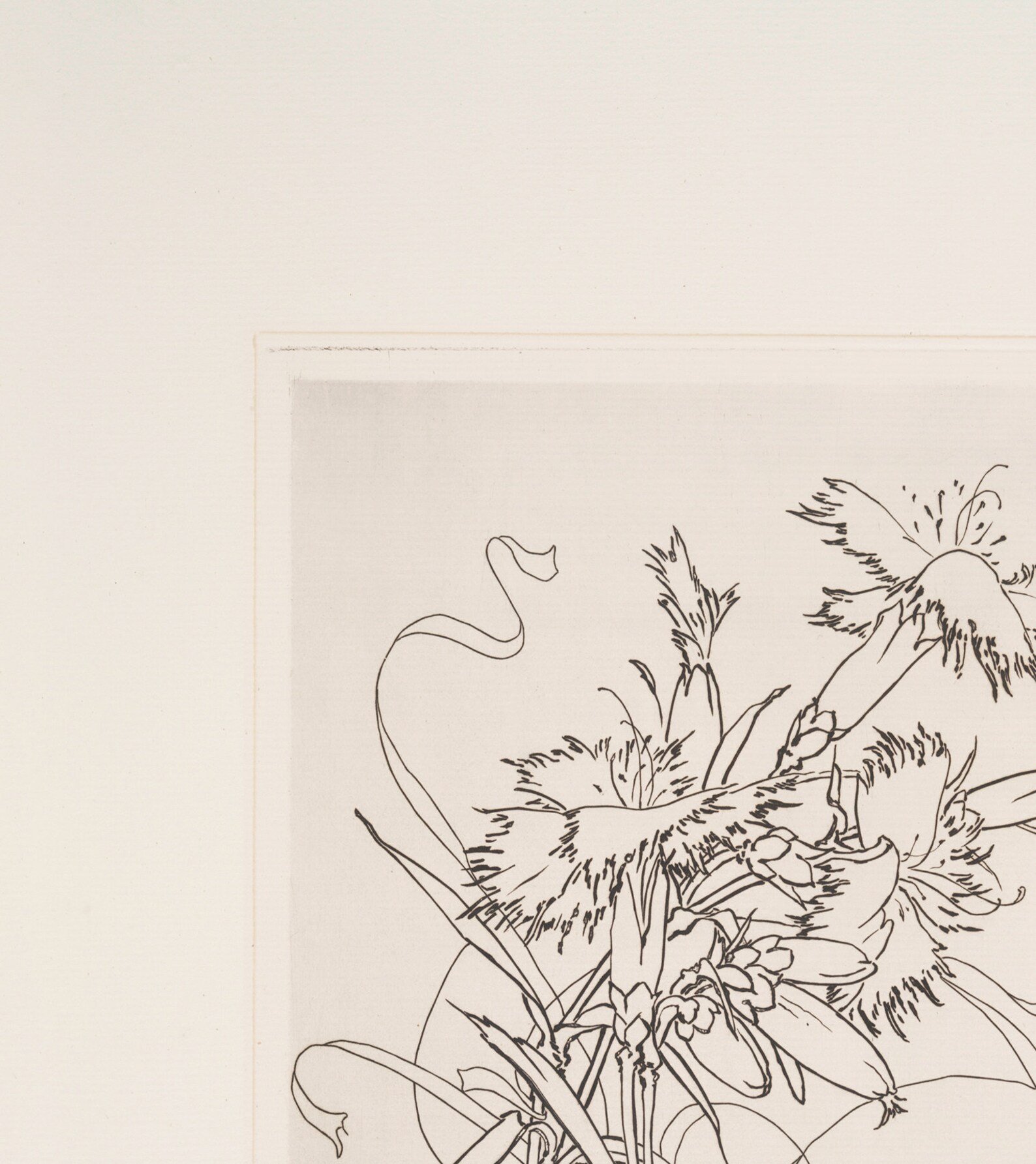 French Antique Black and White Flower Sketches II | Vintage Botanical ...