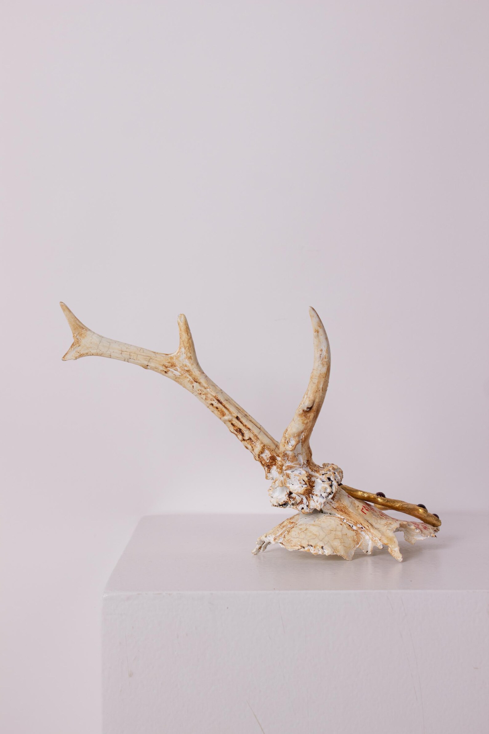 Deer Skull Sculpture With Church Slavic Text and Patriarchal Cross ...