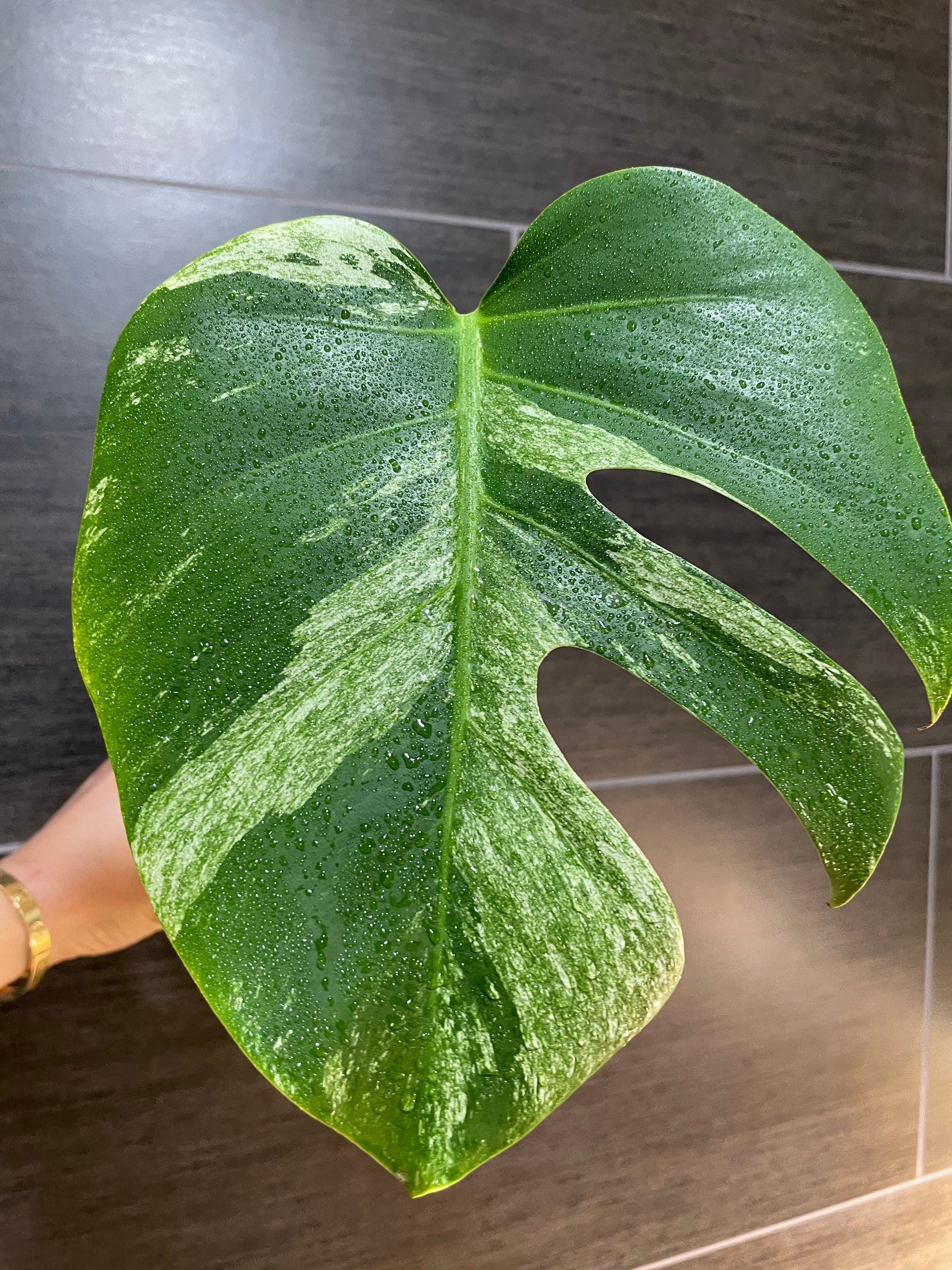 USA SELLER: Rare Variegated Monstera Borsigiana MINT small | Etsy