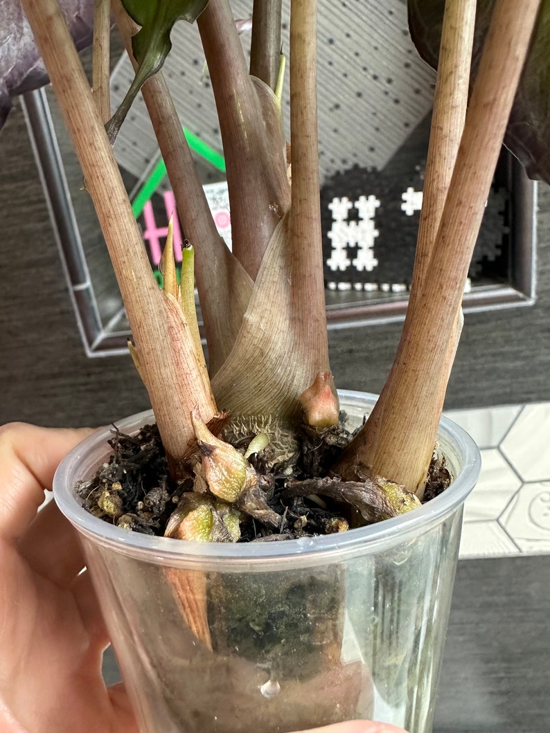 US Seller. 1 Alocasia Venom Corm. - Etsy