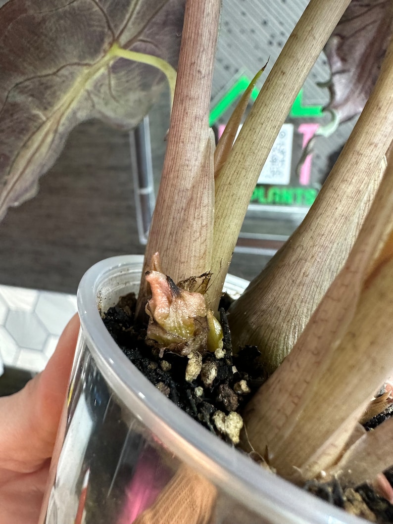 US Seller. 1 Alocasia Venom Corm. - Etsy