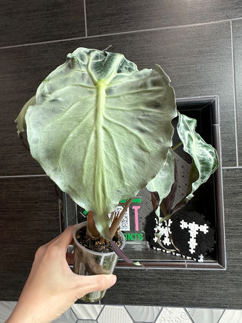 US Seller. 1 Alocasia Venom Plant Corm. - Etsy
