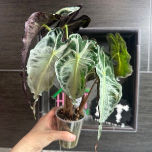 US Seller. 1 Alocasia Venom Plant Corm. - Etsy