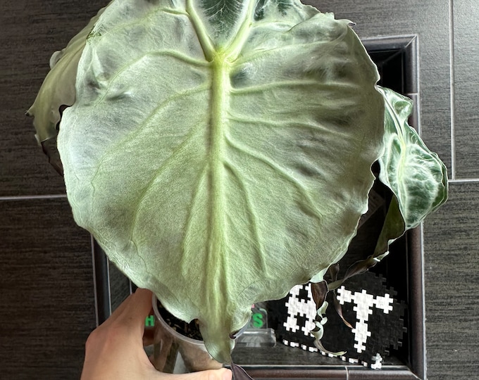 US Seller. 1 Alocasia Venom Plant Corm. - Etsy