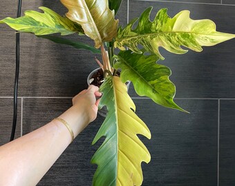 Paper Artificial Plant Handmade Plant Art from Original Illustrations ...