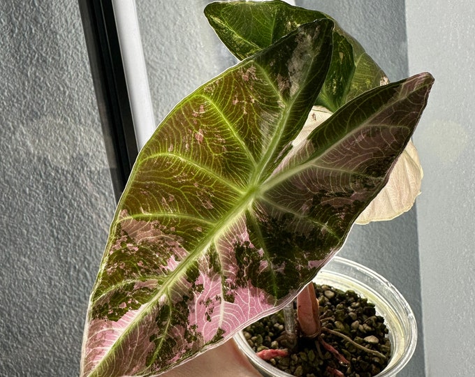 US Seller. 1 Variegated Alocasia Pink Dragon Albo Pink Corm. - Etsy