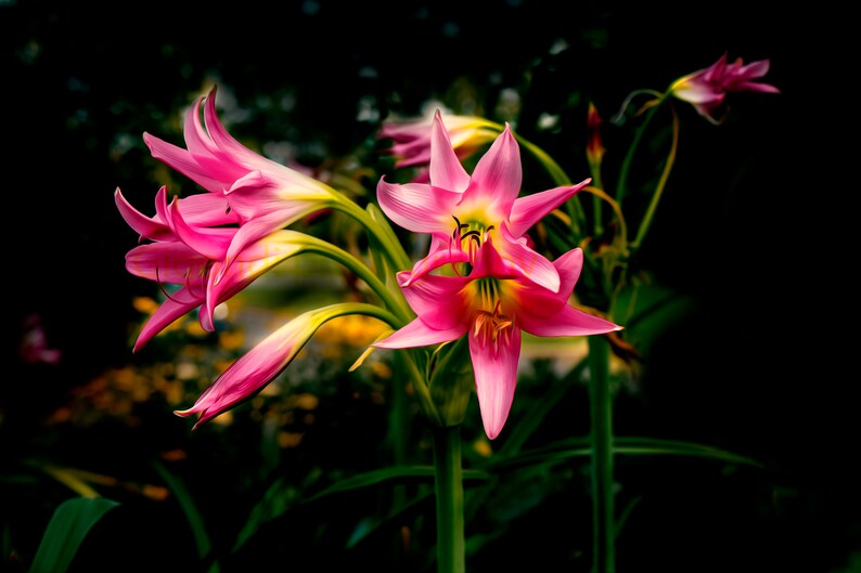 Pink Magic Lily. Fine Art Photography Download - Etsy