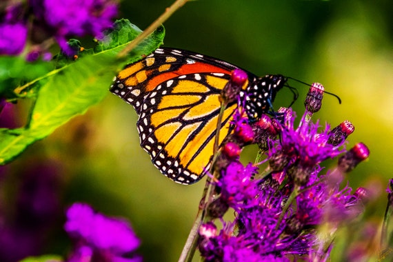 Two Photo Set Monarch Butterfly Photography Print Butterfly - Etsy