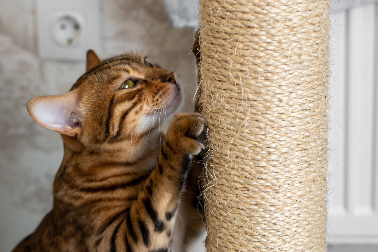 Cat Scratching Post Wall Mounted Solid Natural Wood & Sisal Rope Indoor ...