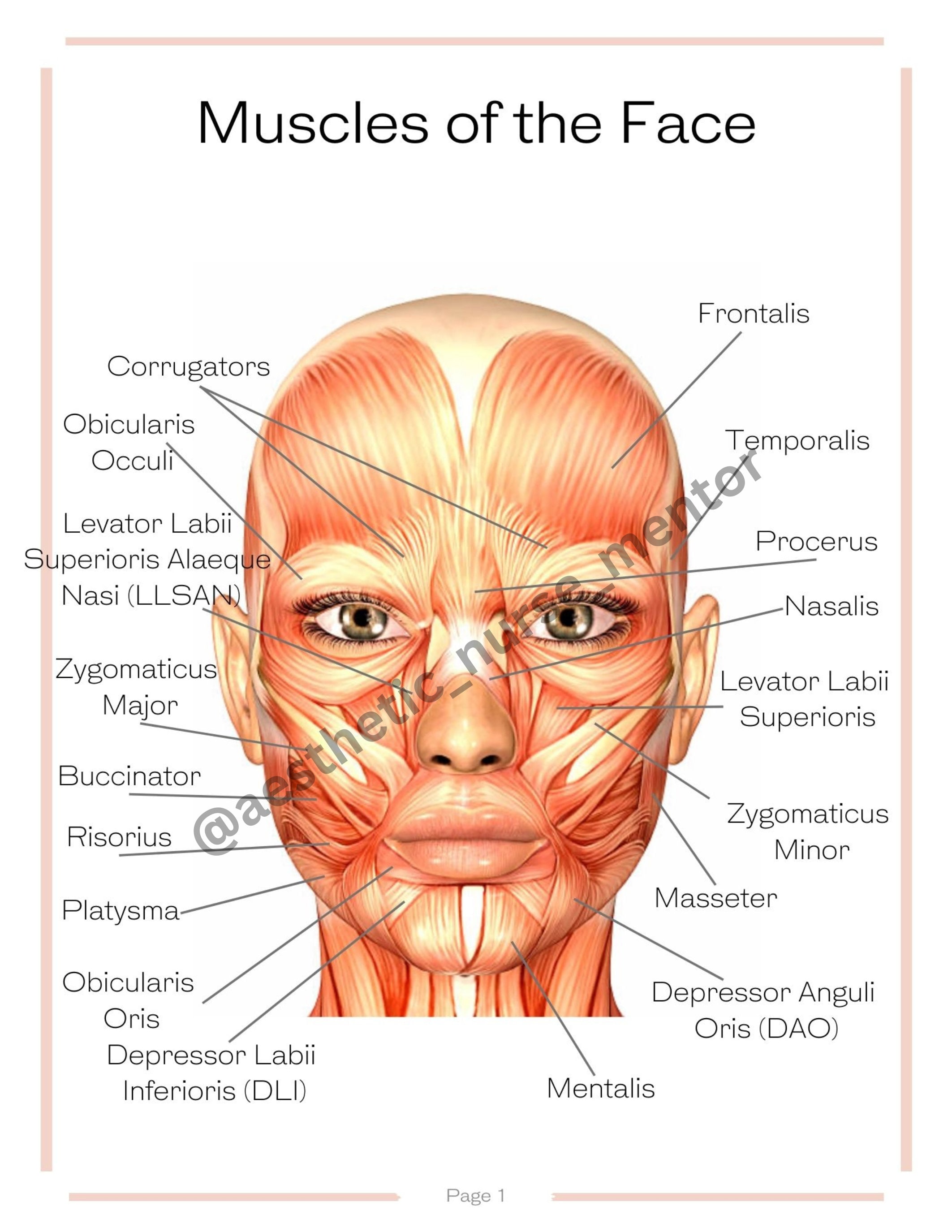 Anatomy Guide for New Aesthetic Nurse Injectors Botox Filler RN Instant ...
