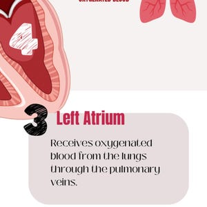RN Cardiac Cheat Sheet, Heart Anatomy, New Grad Nurse, Nurse Cheat ...