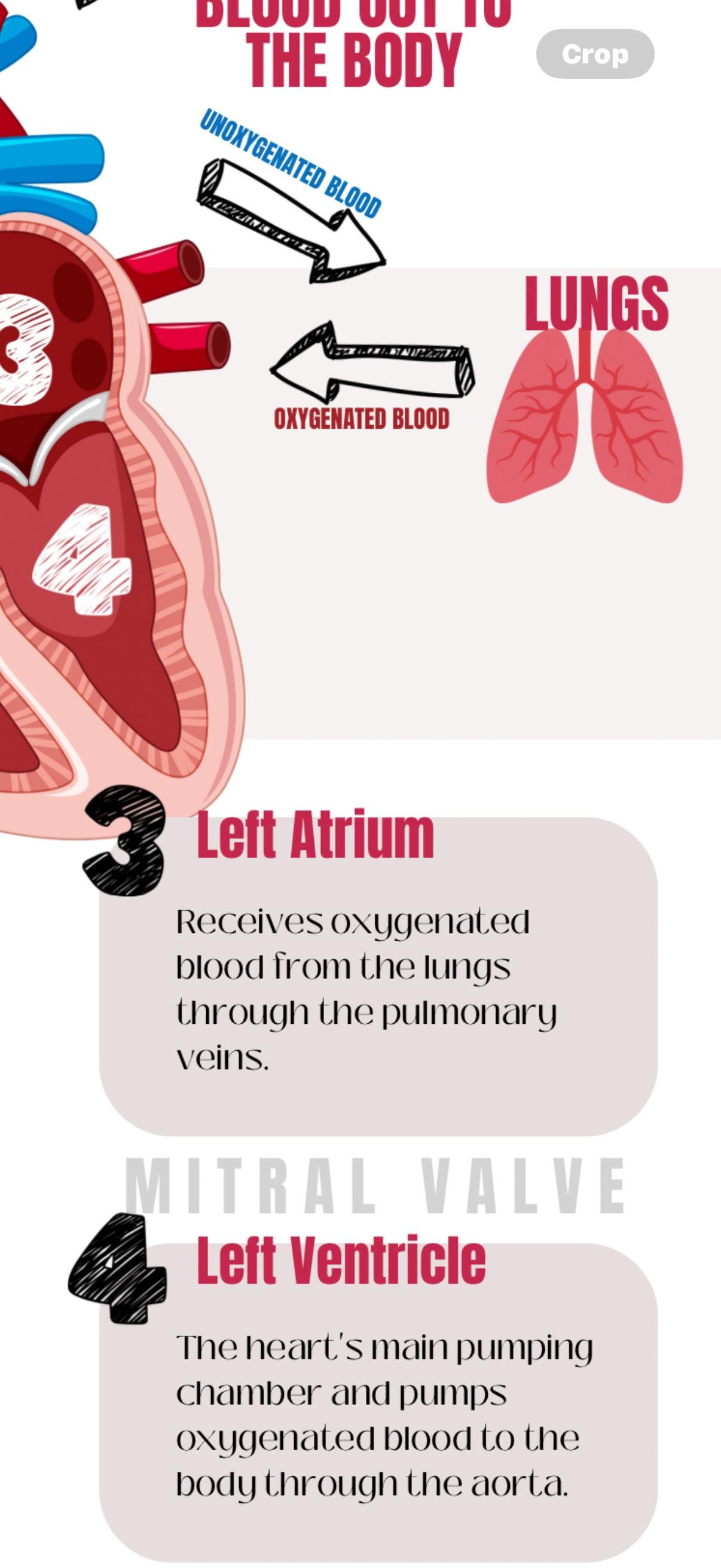 RN Cardiac Cheat Sheet, Heart Anatomy, New Grad Nurse, Nurse Cheat ...