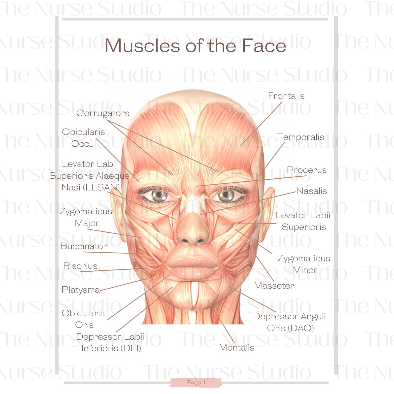 Aesthetic Nurse Injector Anatomy Guide PDF, Botox & Filler Tips, Facial ...