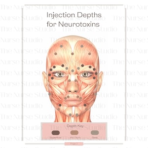 Aesthetic Nurse Injector Anatomy Guide PDF, Botox & Filler Tips, Facial ...