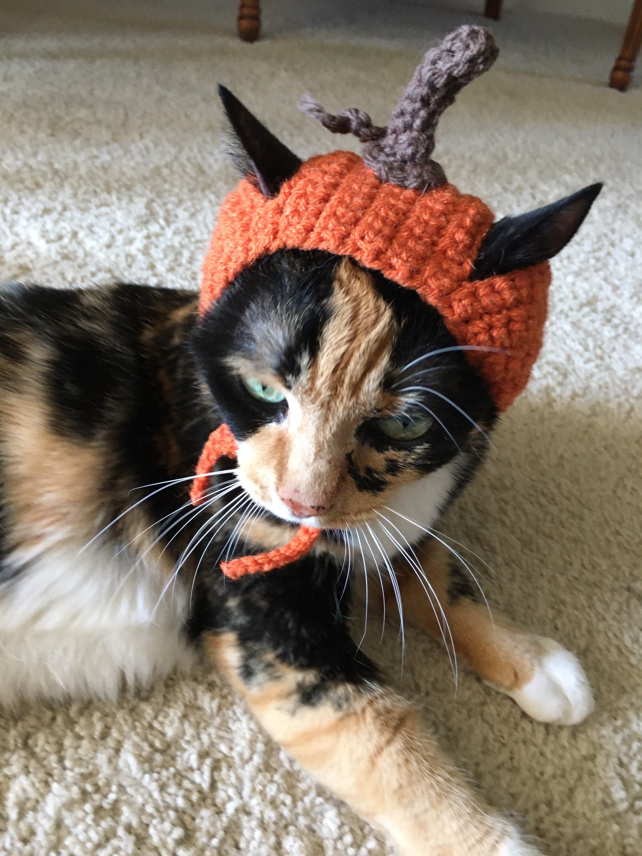 Pumpkin Cat Hat Cat Accessories Cat Costumes Cat Supplies Cat - Etsy