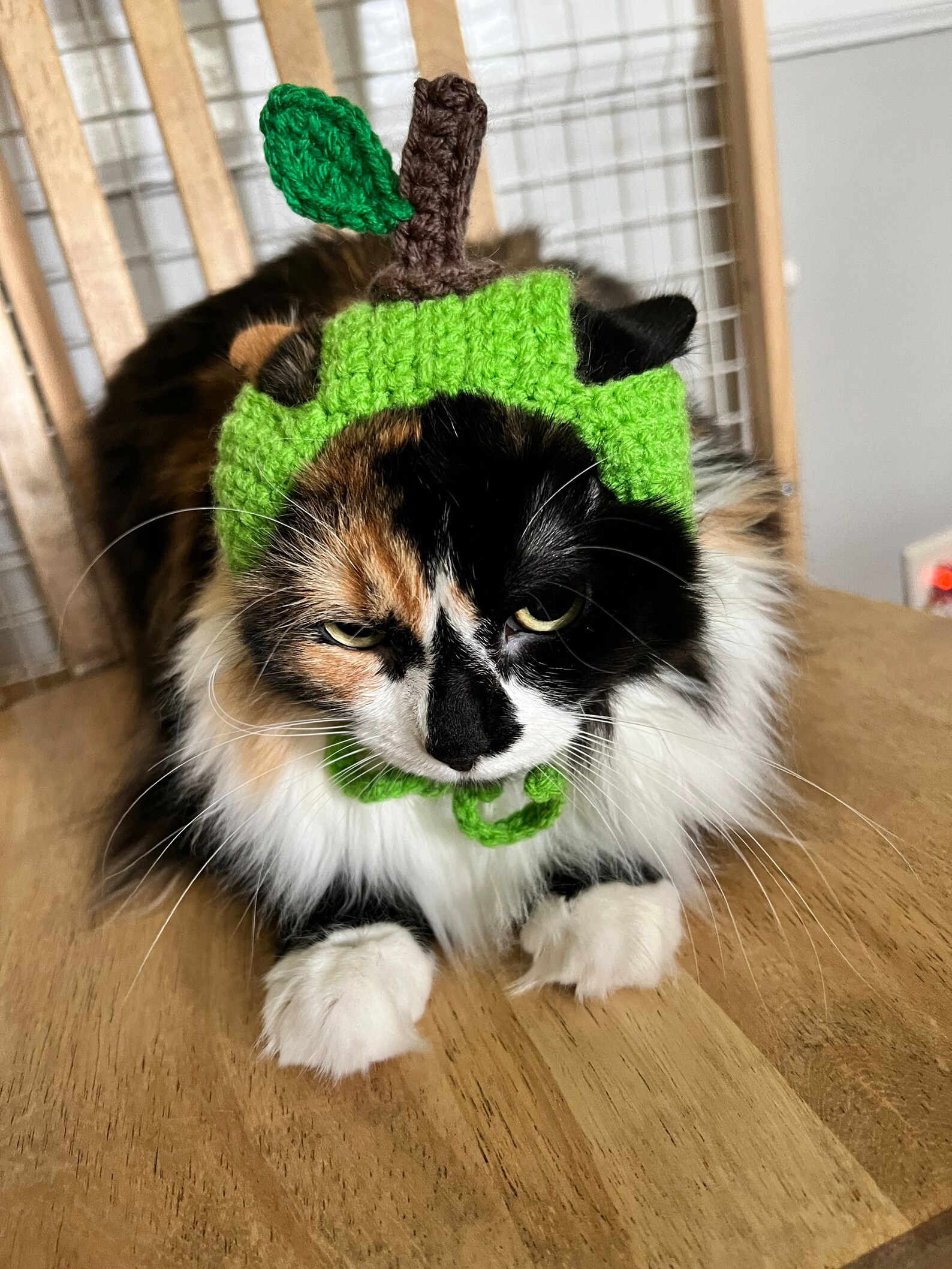 Green Apple Cat Hat Cat Accessories Cat Costumes Cat Supplies - Etsy