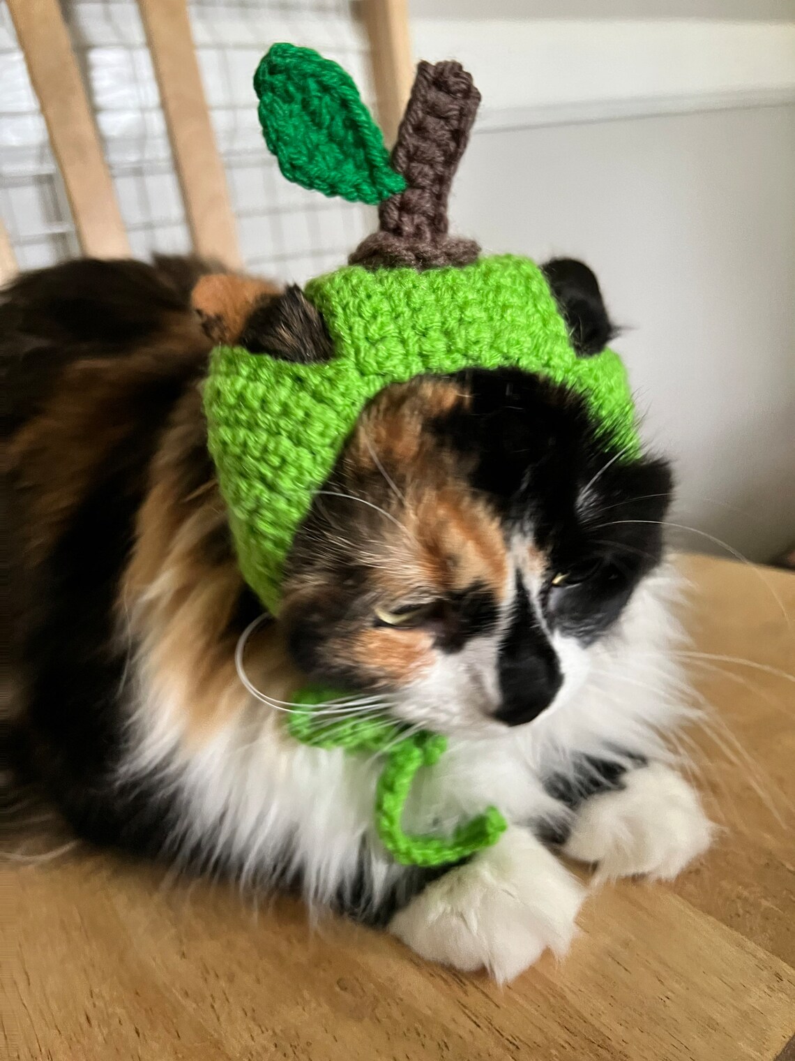 Green Apple Cat Hat Cat Accessories Cat Costumes Cat Supplies - Etsy