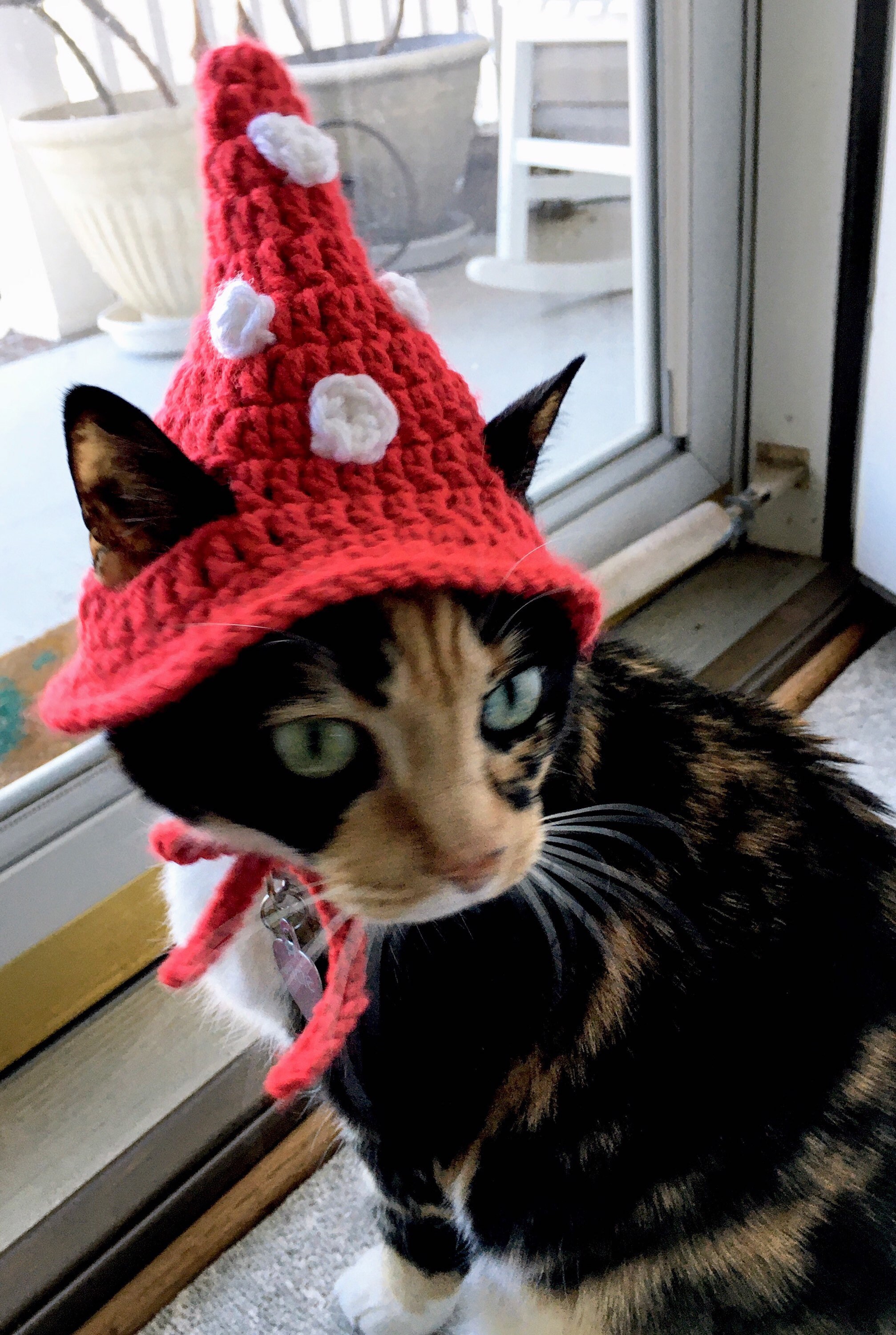 Red Mushroom Wizard Cat Hat Cat Costumes Cat Supplies Cat - Etsy