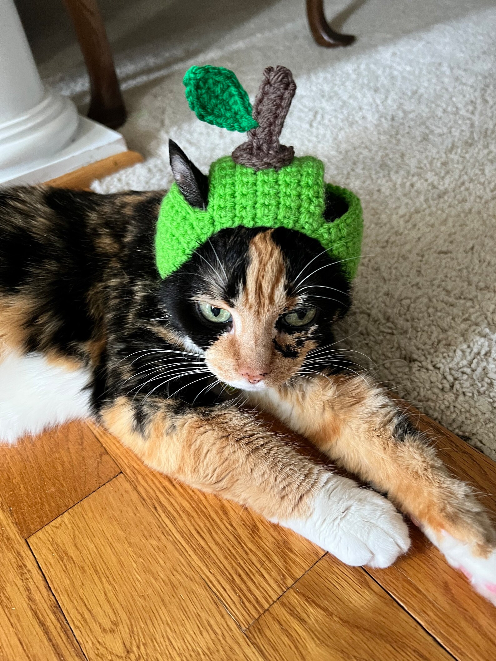 Green Apple Cat Hat Cat Accessories Cat Costumes Cat Supplies - Etsy