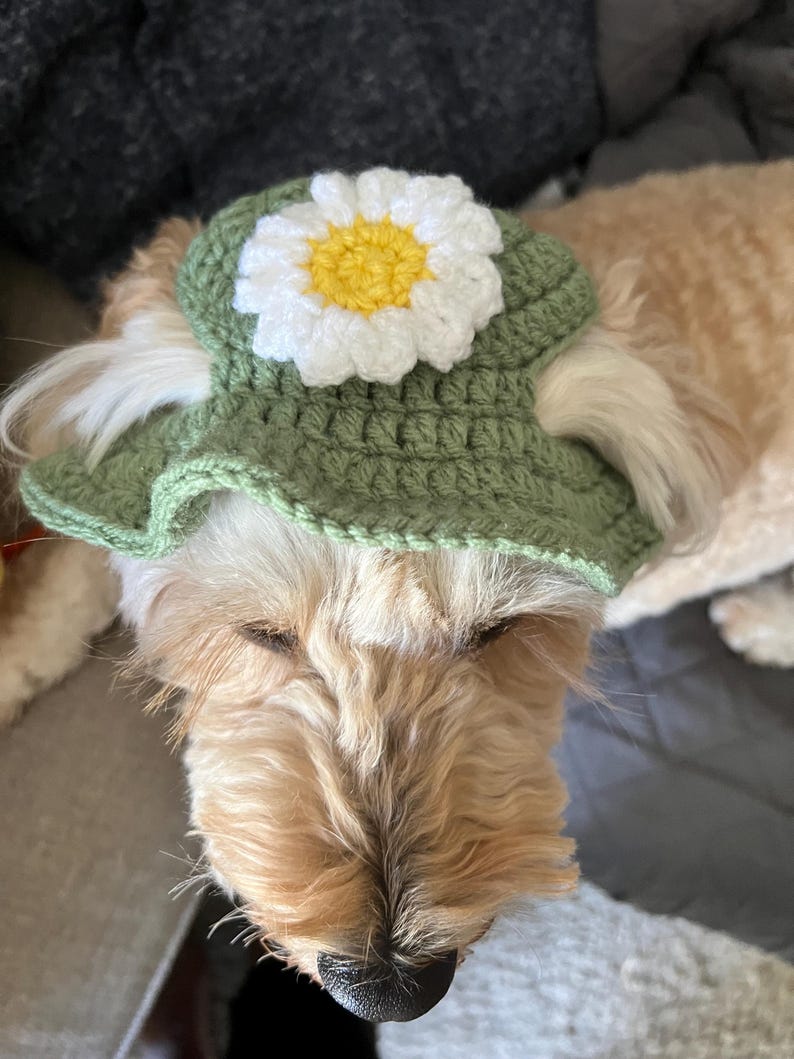 Crochet Daisy Dog Hat: Handmade Pet Costume - Etsy