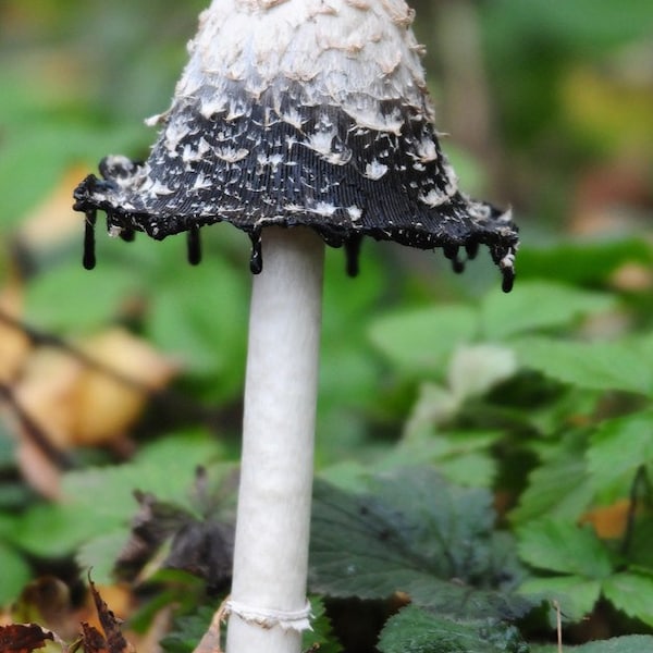 Mushroom Hats for Cosplay Ink - Etsy