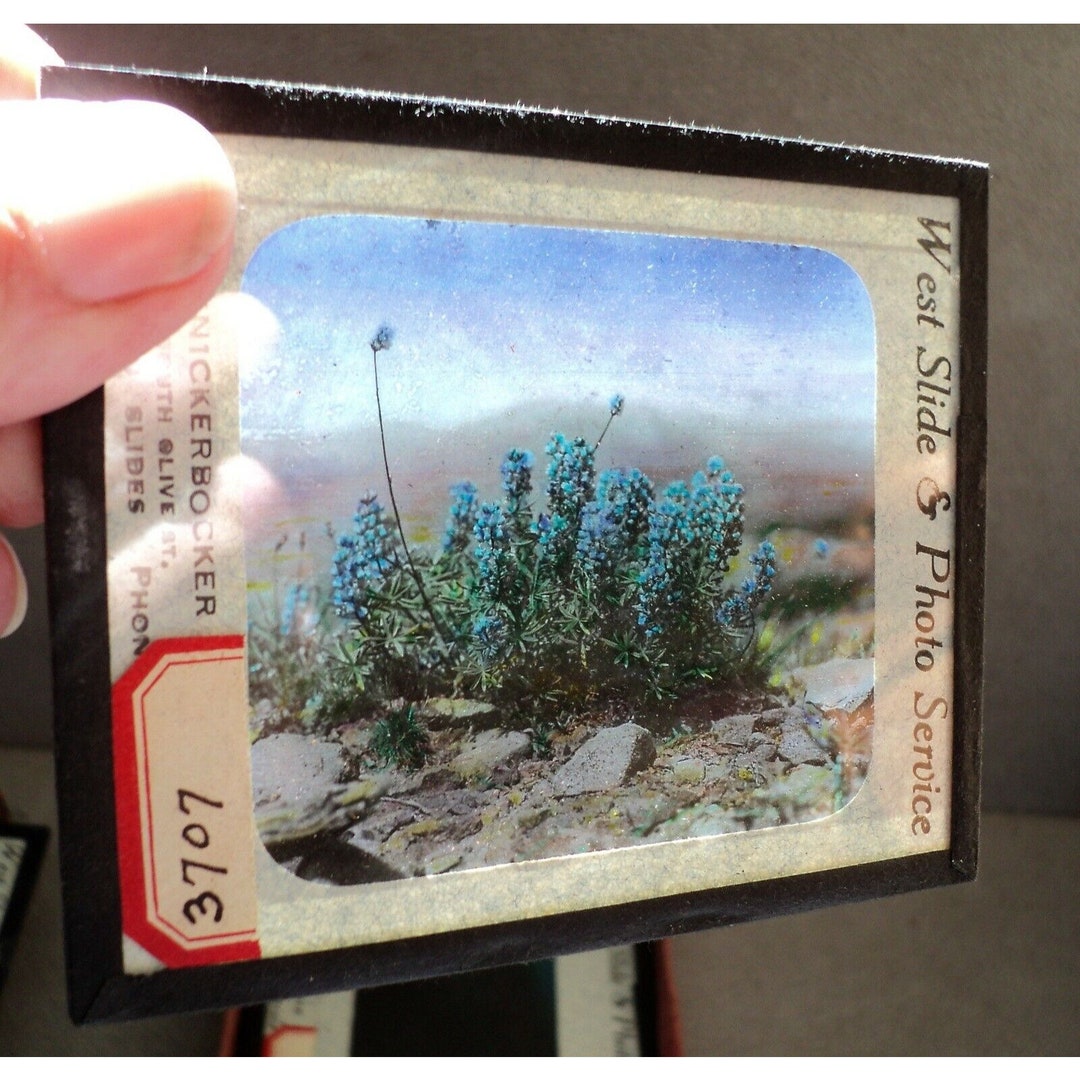 5 Antique MAGIC LANTERN Glass SLIDES in Box Desert Landscape - Etsy
