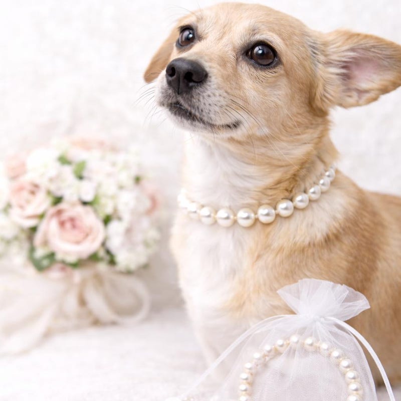 Pearl Dog Collar - Etsy
