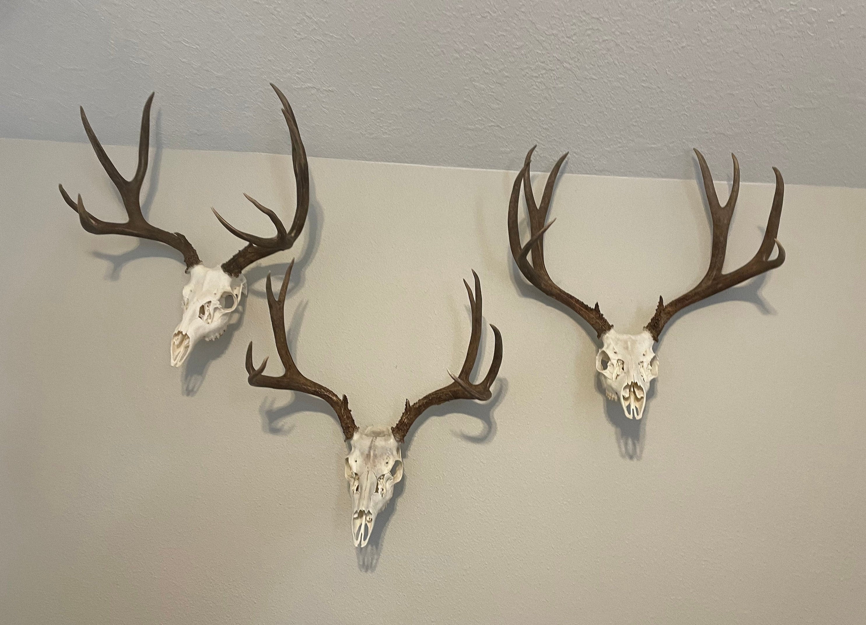 European Deer Skull Wall Mount Invisible - Etsy