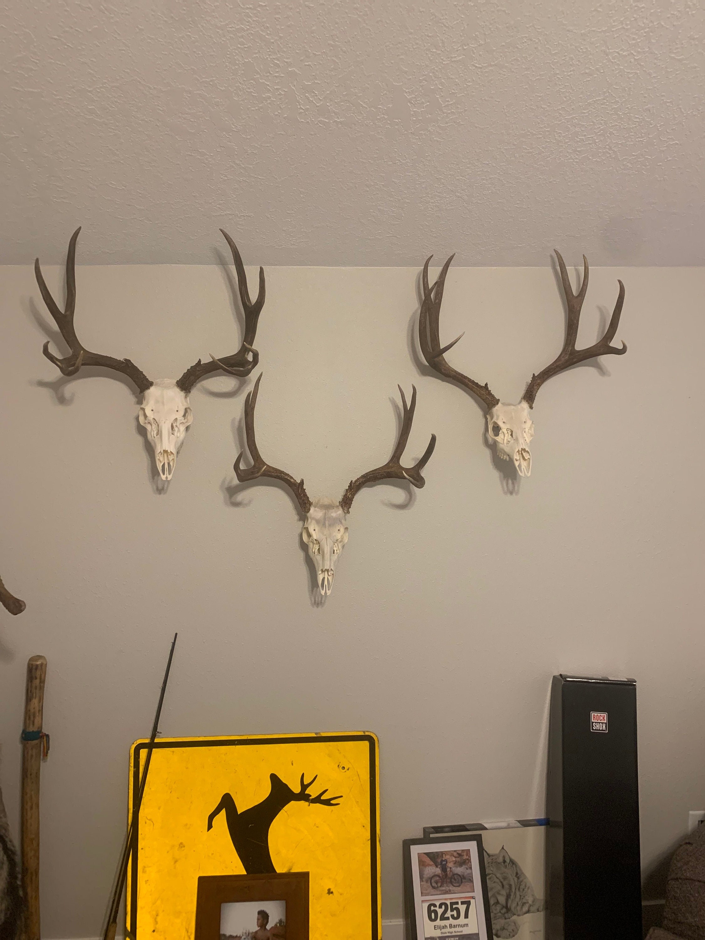 European Deer Mount's Pack3 - Etsy