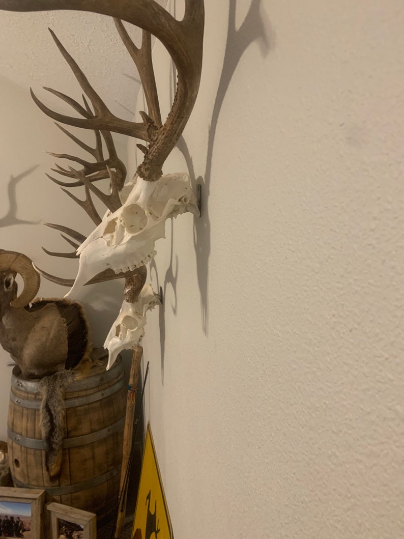 European Deer Mount's Pack3 - Etsy